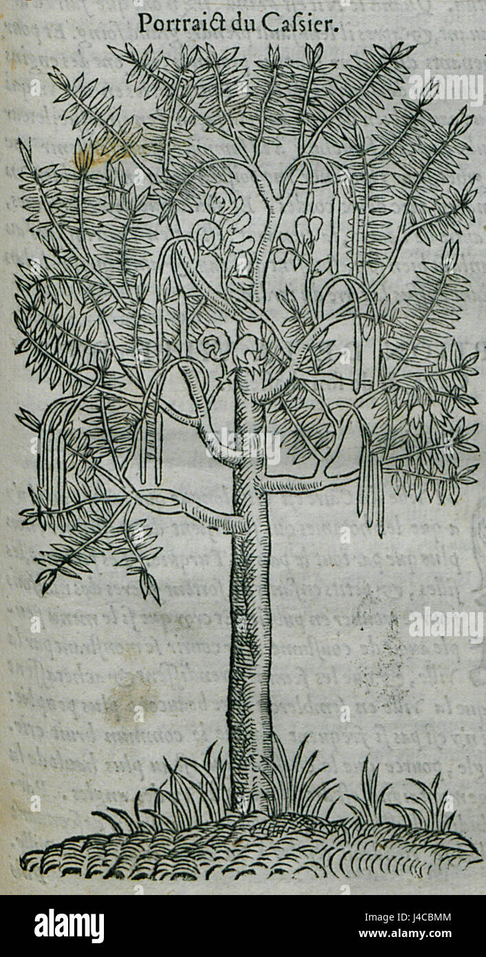 A portrait of Pierre Belon, a French naturalist from the 16th century ...