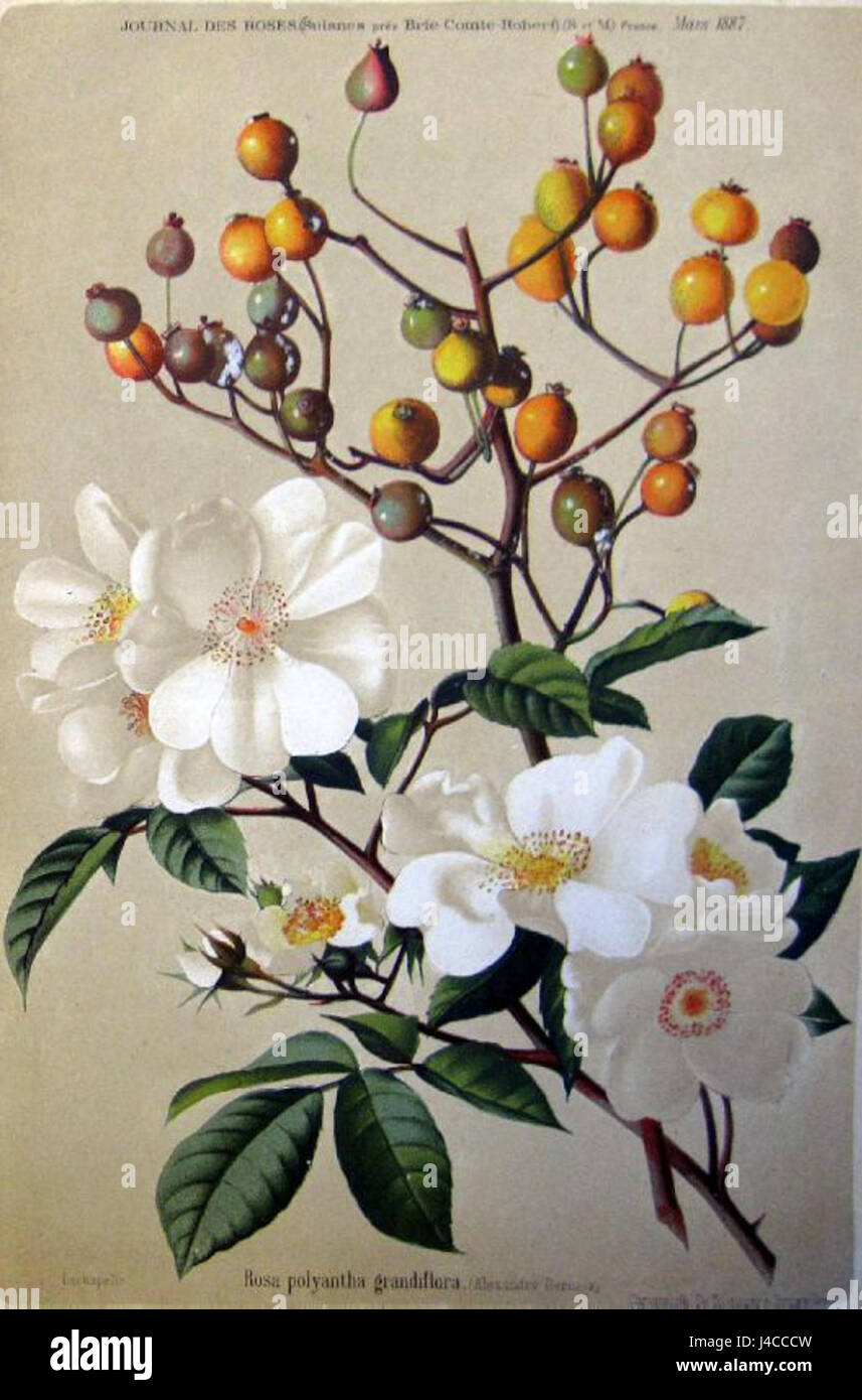 Rosa 'Polyantha Grandiflora' 3 Stock Photo - Alamy