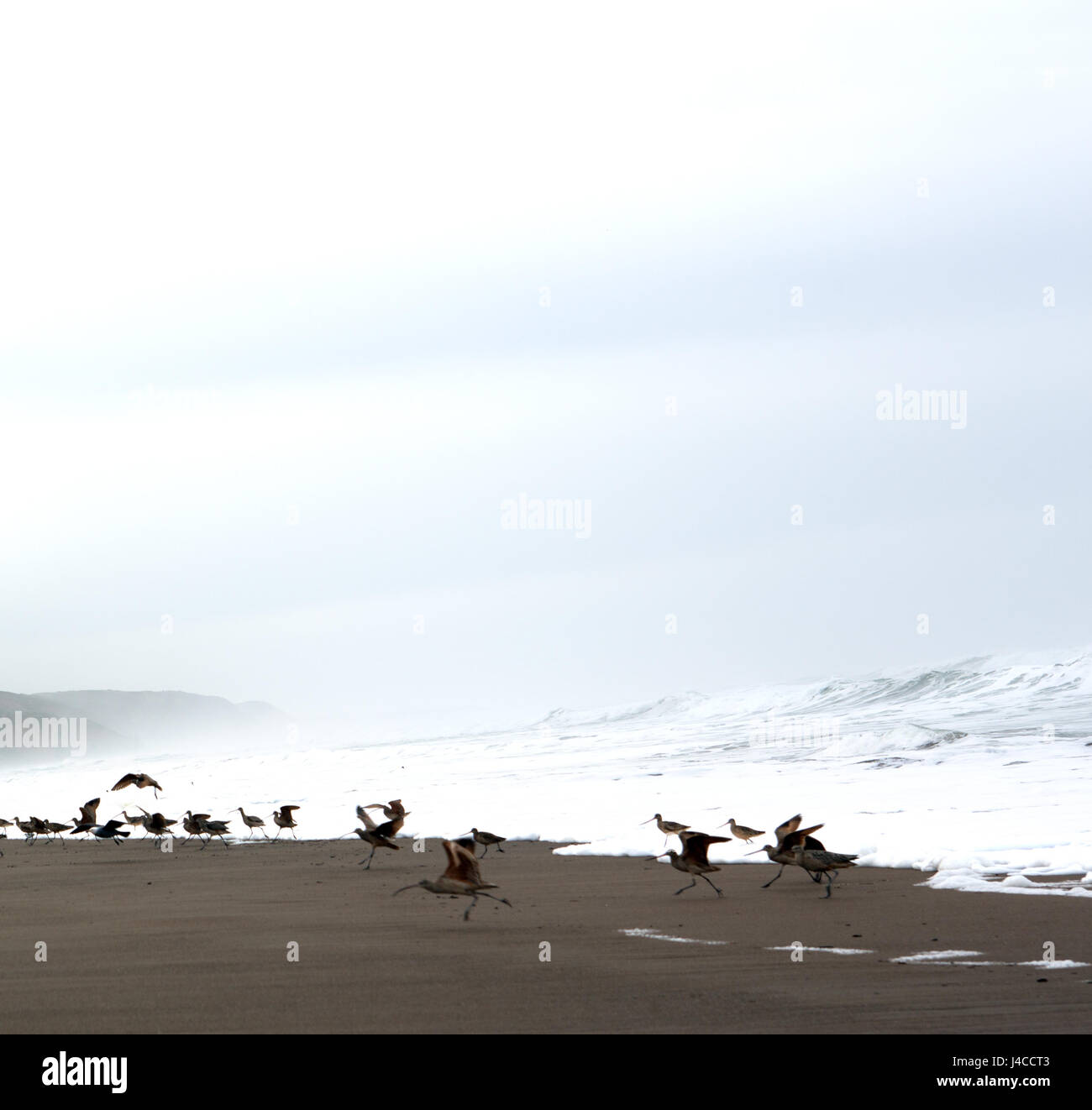 Los osos and california hi-res stock photography and images - Alamy