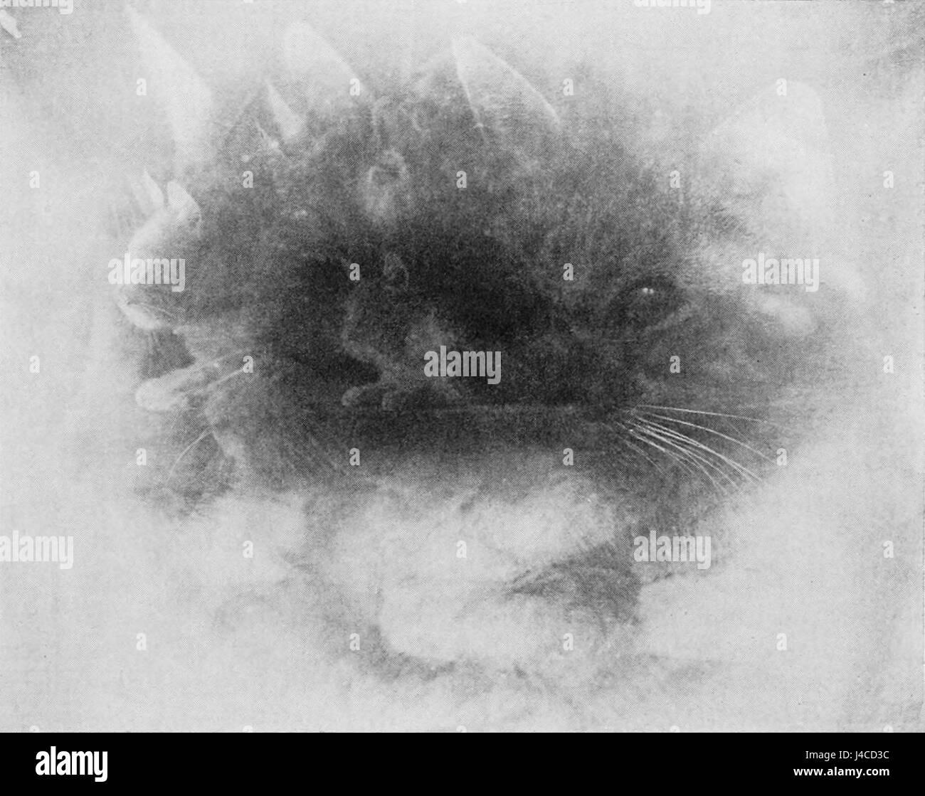 PSM V49 D623 presents a sympsychograph, a visual representation of a ...