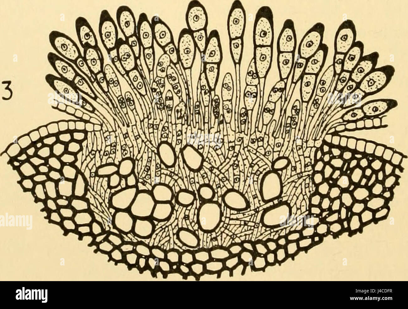 Puccinia graminis is a fungal species known for causing wheat stem rust ...
