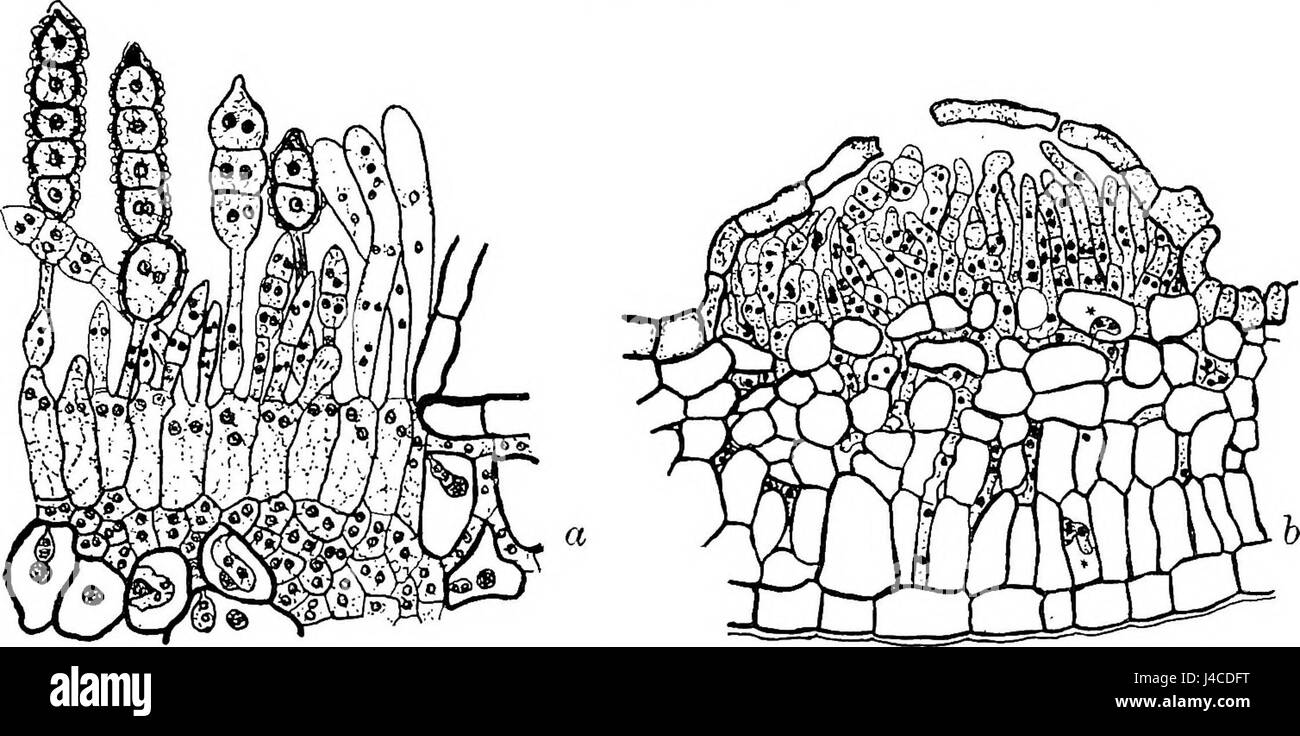 Phragmidium telium is a type of fungus, specifically a plant pathogen ...