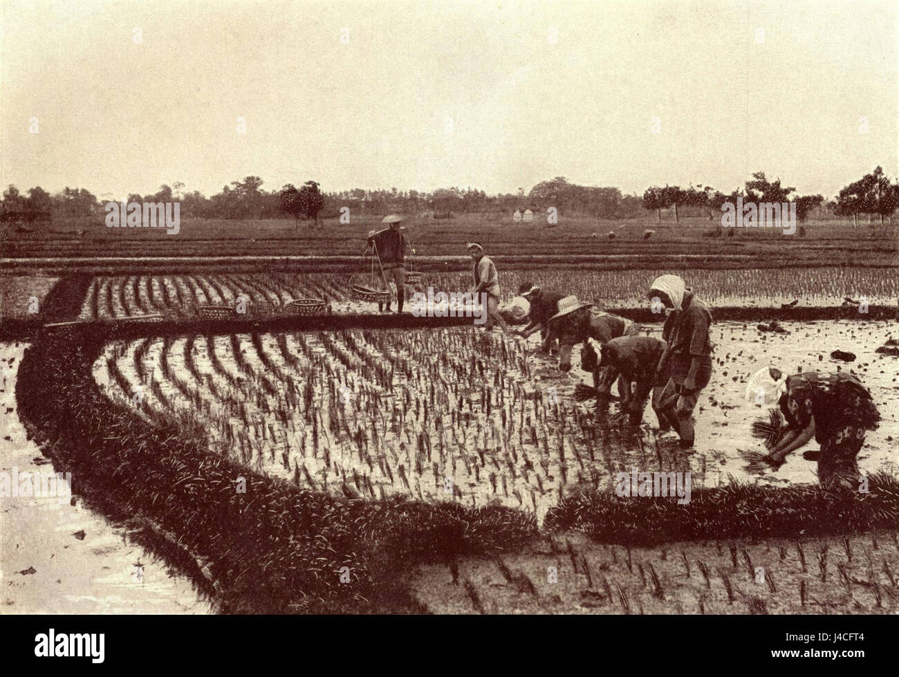 Rice planting. Before 1902 Stock Photo - Alamy