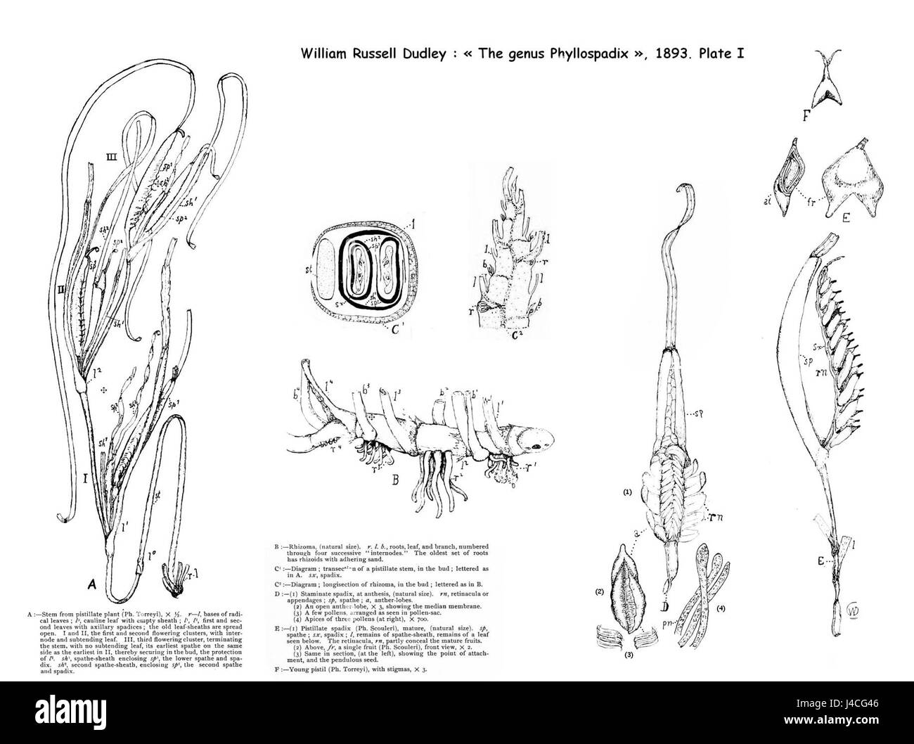The image shows an illustration of Phyllospadix Dudley, a marine plant ...