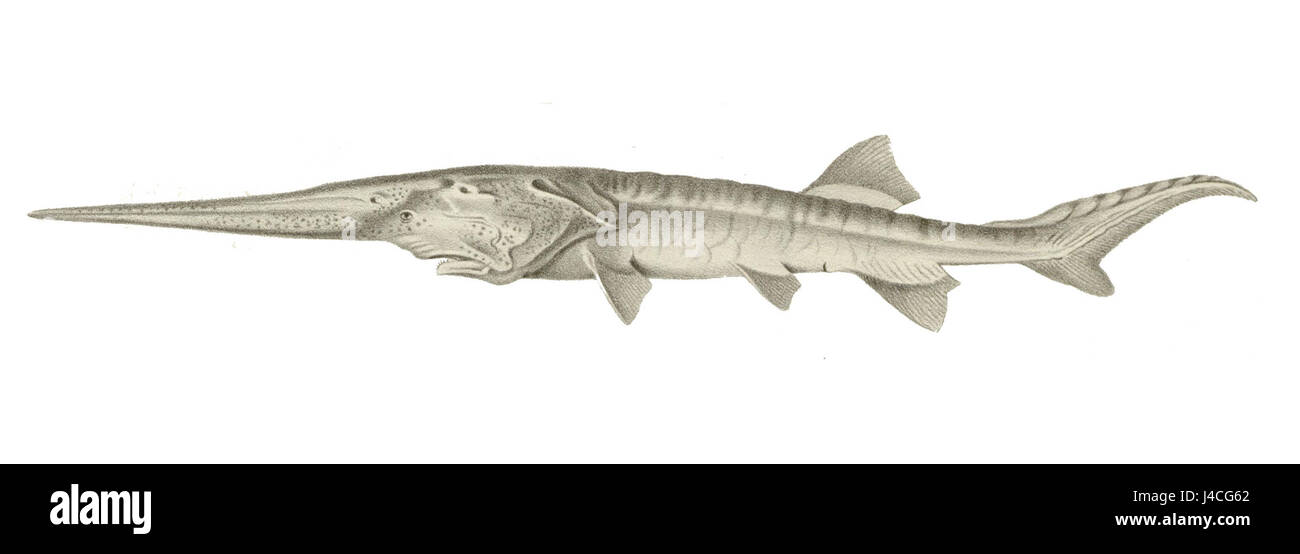 Psephurus gladius (flipped Stock Photo - Alamy