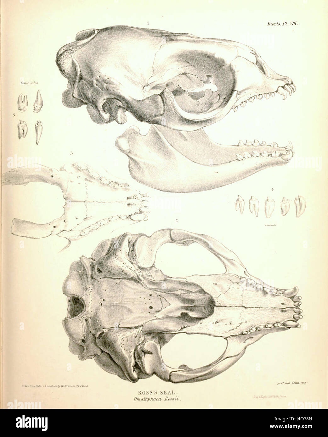 Seal skull hi-res stock photography and images - Alamy