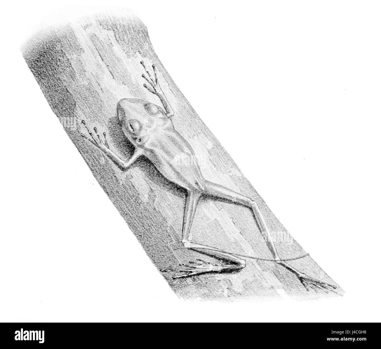 Rainforest biodiversity south america Cut Out Stock Images & Pictures ...