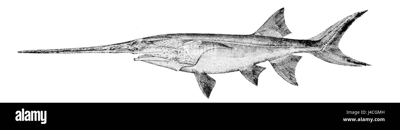 *Polyodon spathula*, commonly known as the paddlefish, is a species of ...