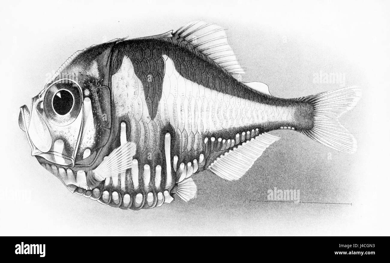 Nuttingi hi-res stock photography and images - Alamy