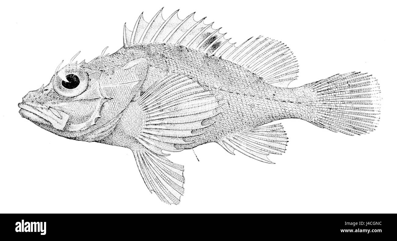 Pontinus macrocephalus hi-res stock photography and images - Alamy