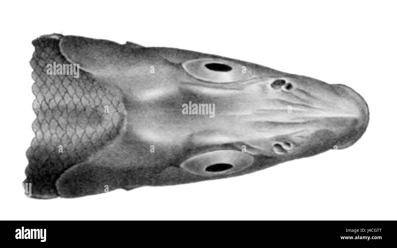 Barreleye Black and White Stock Photos & Images - Alamy