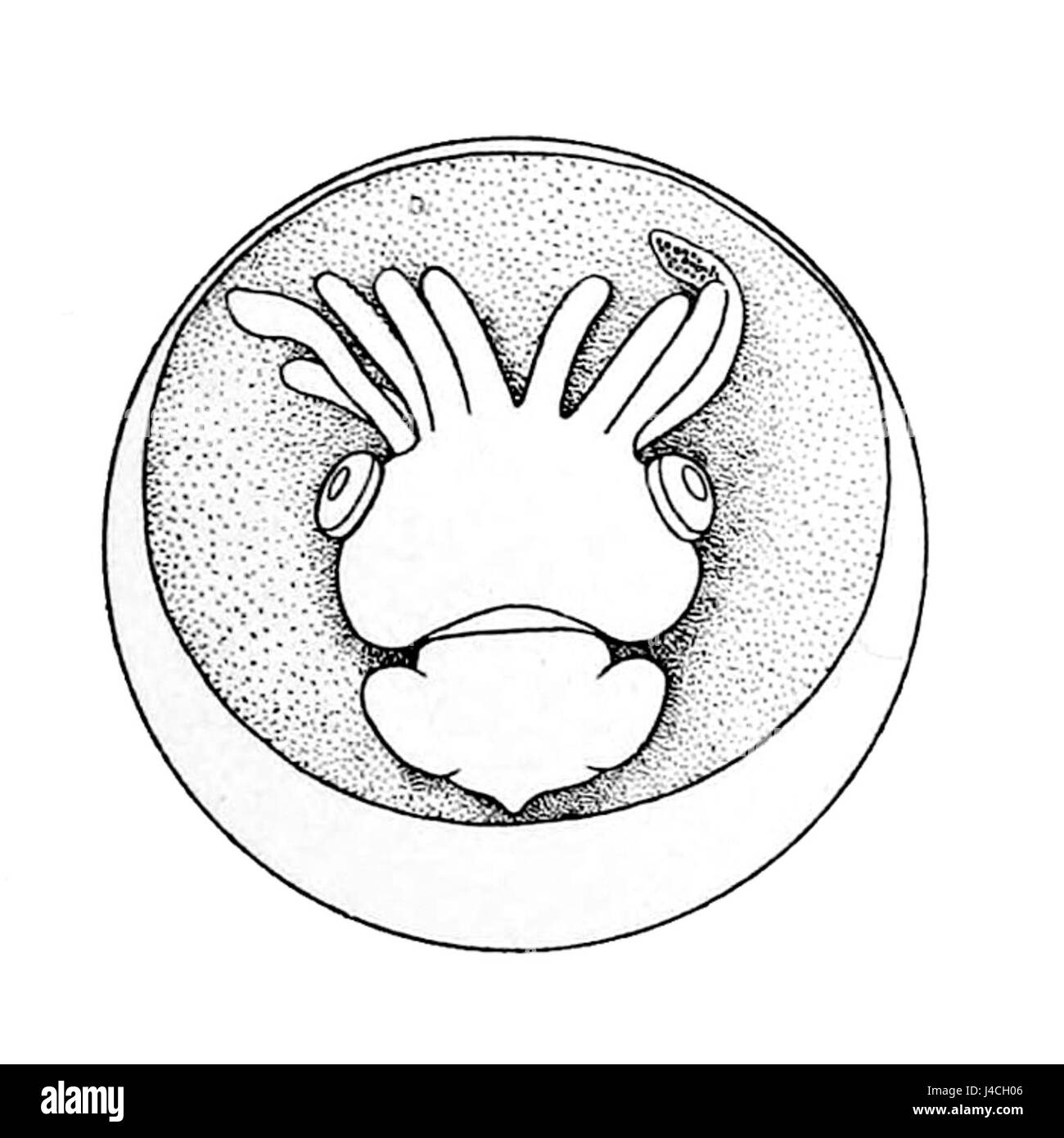 Invertebrate embryo Black and White Stock Photos & Images - Alamy