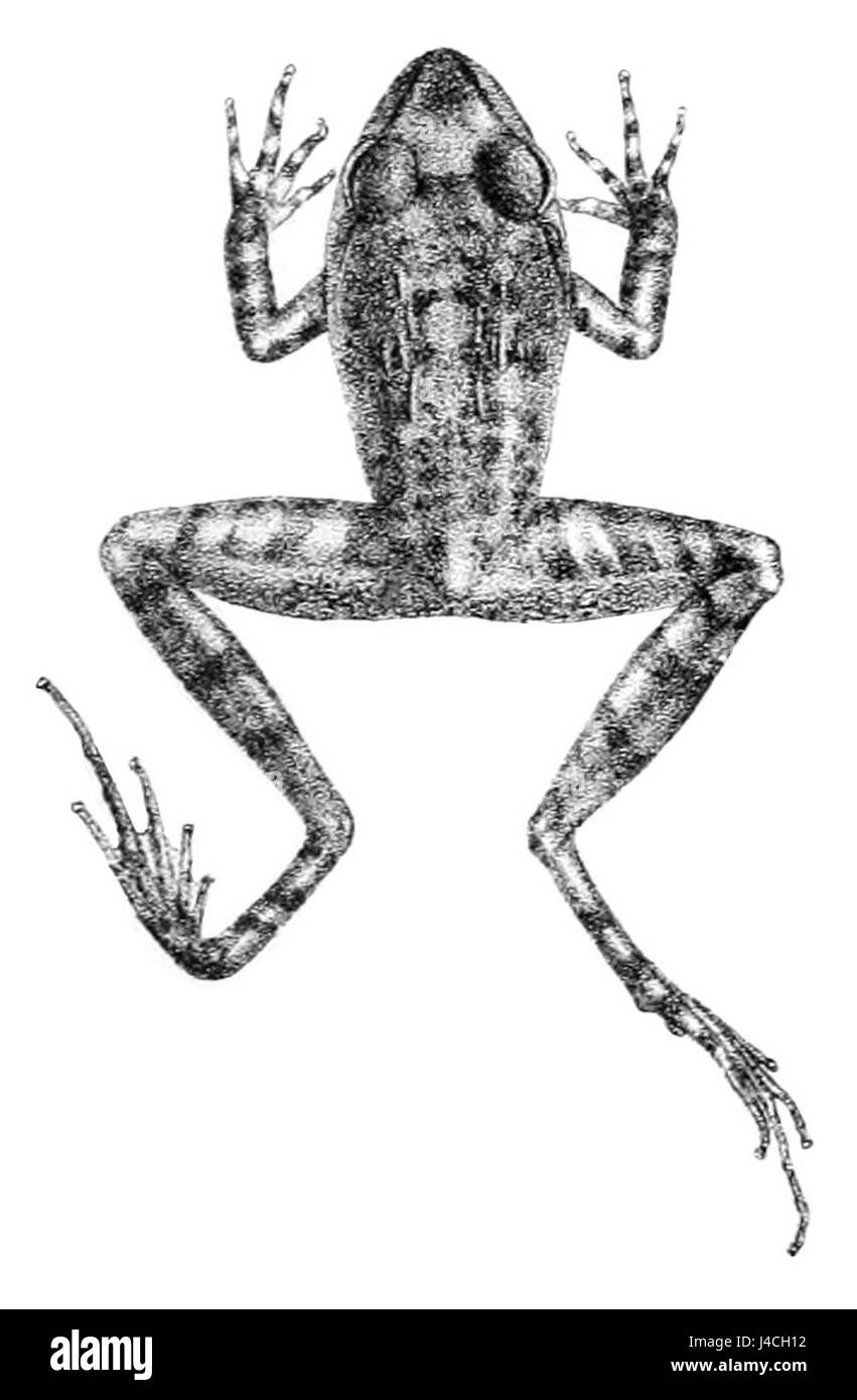 Platymantis hi-res stock photography and images - Alamy