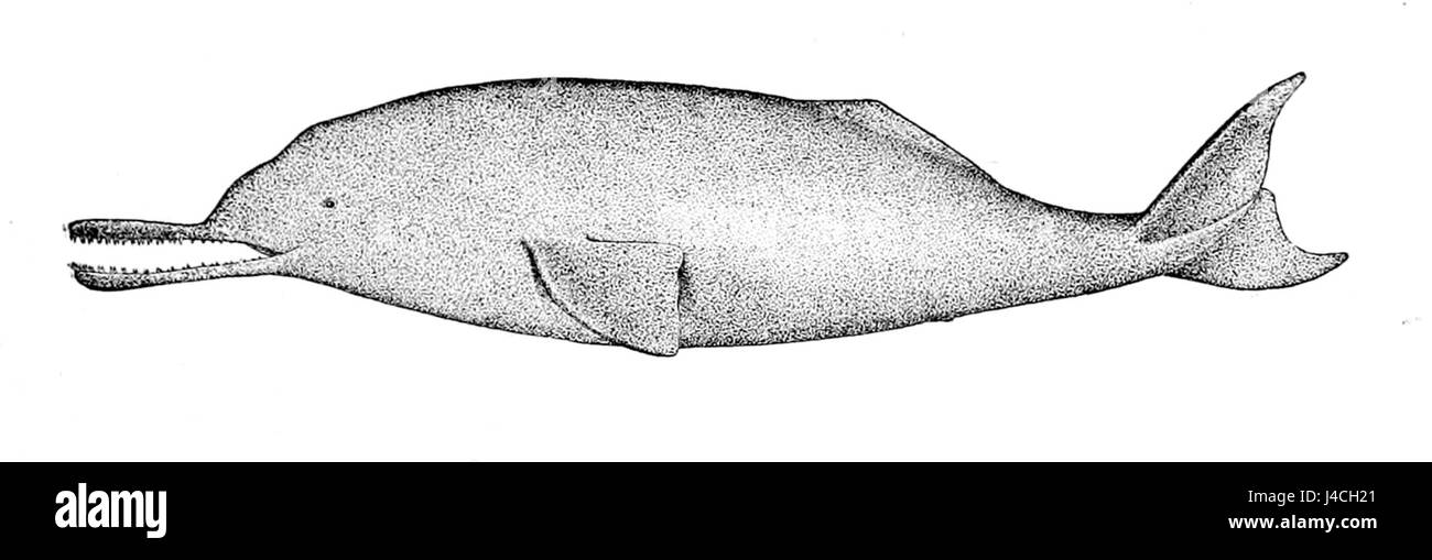 Platanista gangetica gangetica hi-res stock photography and images - Alamy