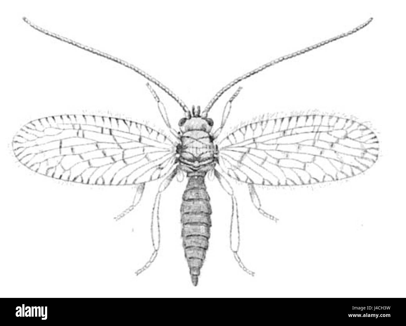 Psectra diptera is a species of insect, likely within the Diptera order ...