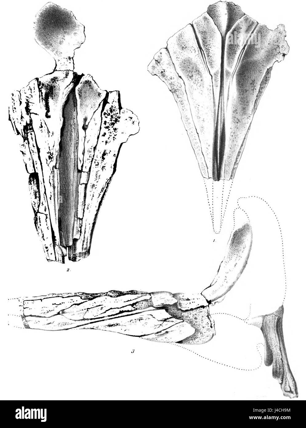 Placoziphius is a genus of extinct fish from the Paleozoic era, known ...