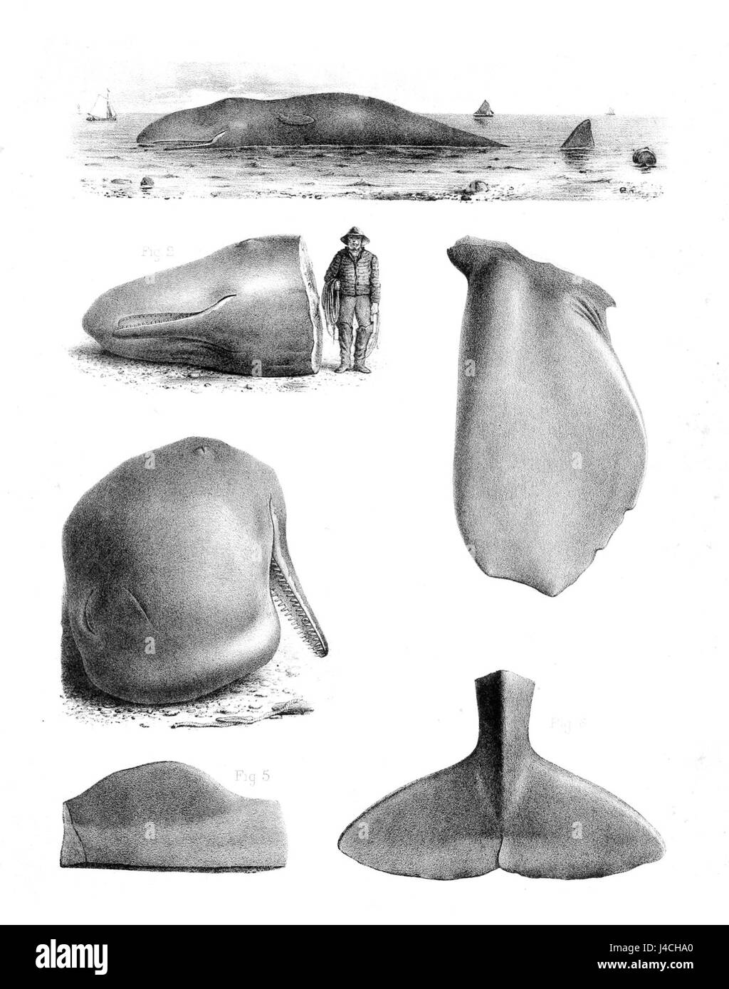 Physeter macrocephalus illustration Black and White Stock Photos ...