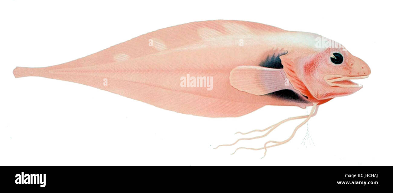 Reef health Cut Out Stock Images & Pictures - Alamy