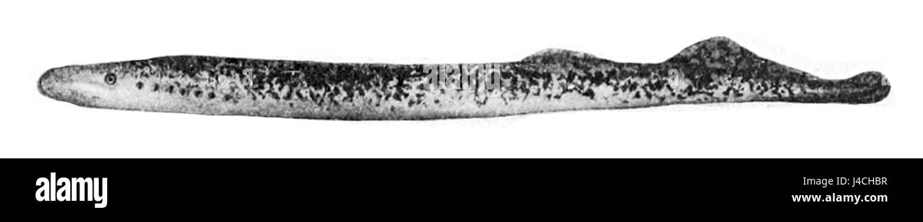 Petromyzon marinus, commonly known as the sea lamprey, is a parasitic ...