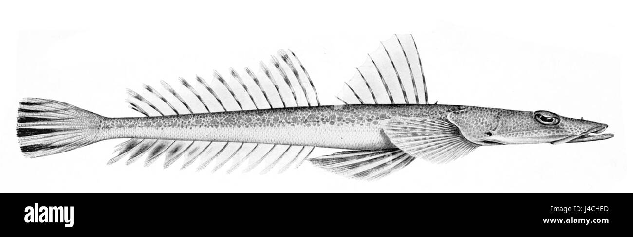 Platycephalus arenarius hi-res stock photography and images - Alamy