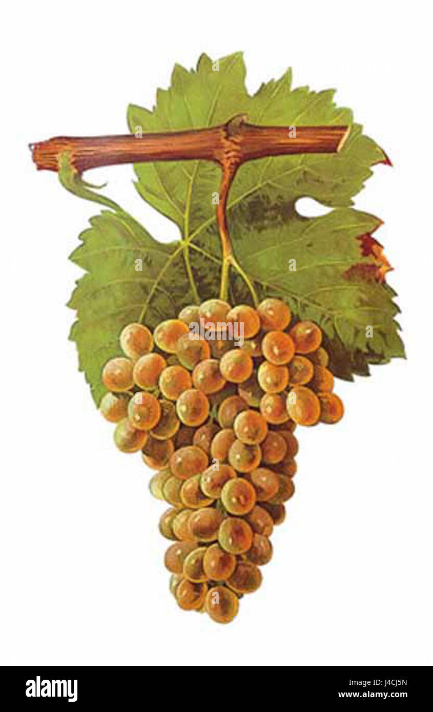 Picpoul grape hi-res stock photography and images - Alamy