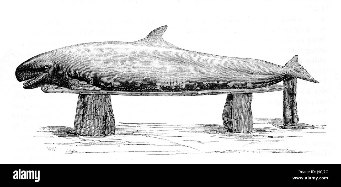 Similar species Cut Out Stock Images & Pictures - Alamy