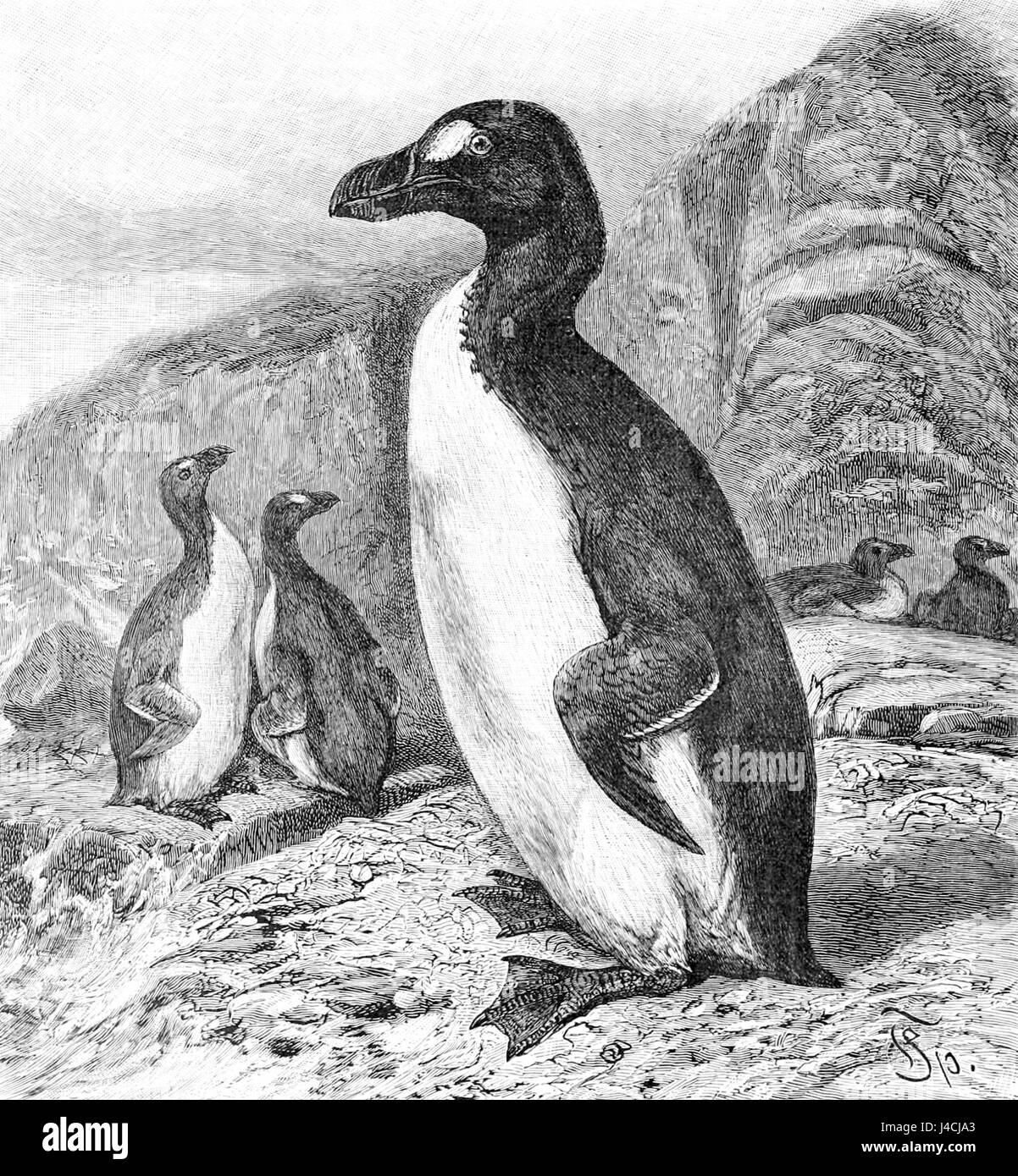 The Pinguinus impennis, also known as the Great Auk, was a flightless ...