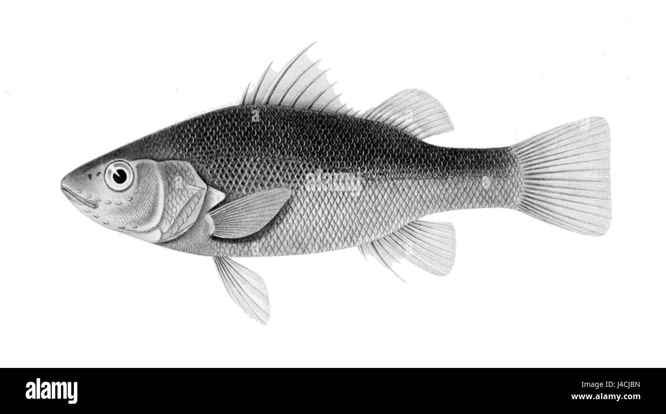 Percichthys melanops is a species of freshwater fish native to South ...
