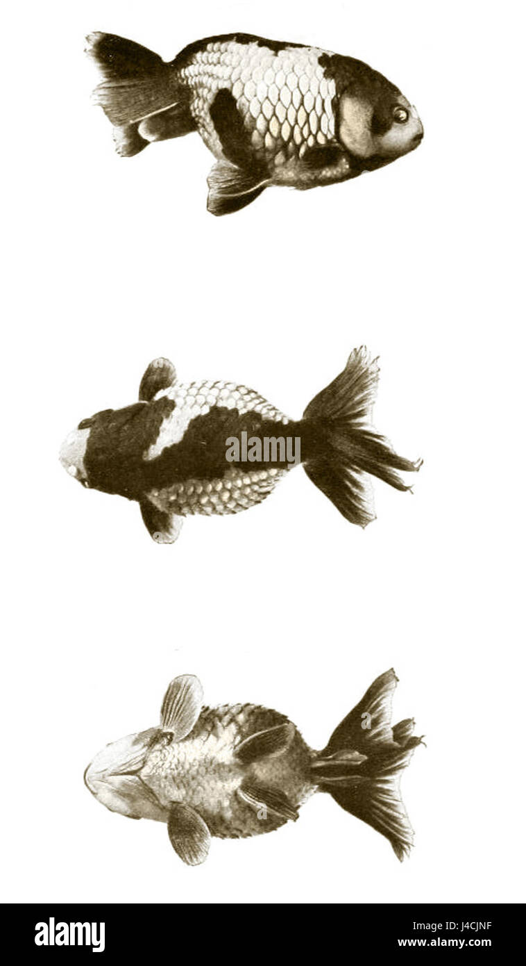 Ranchu hi-res stock photography and images - Alamy