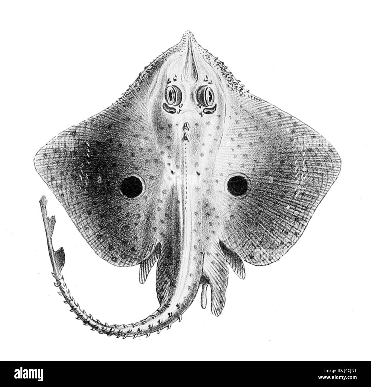 Raja asterias hi-res stock photography and images - Alamy