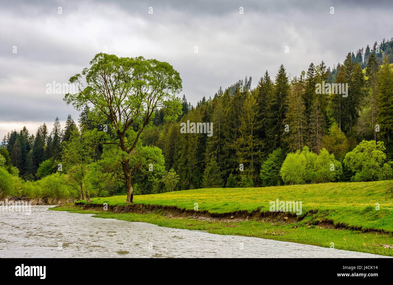 River flows among of a green forest at the foot of the mountain ...
