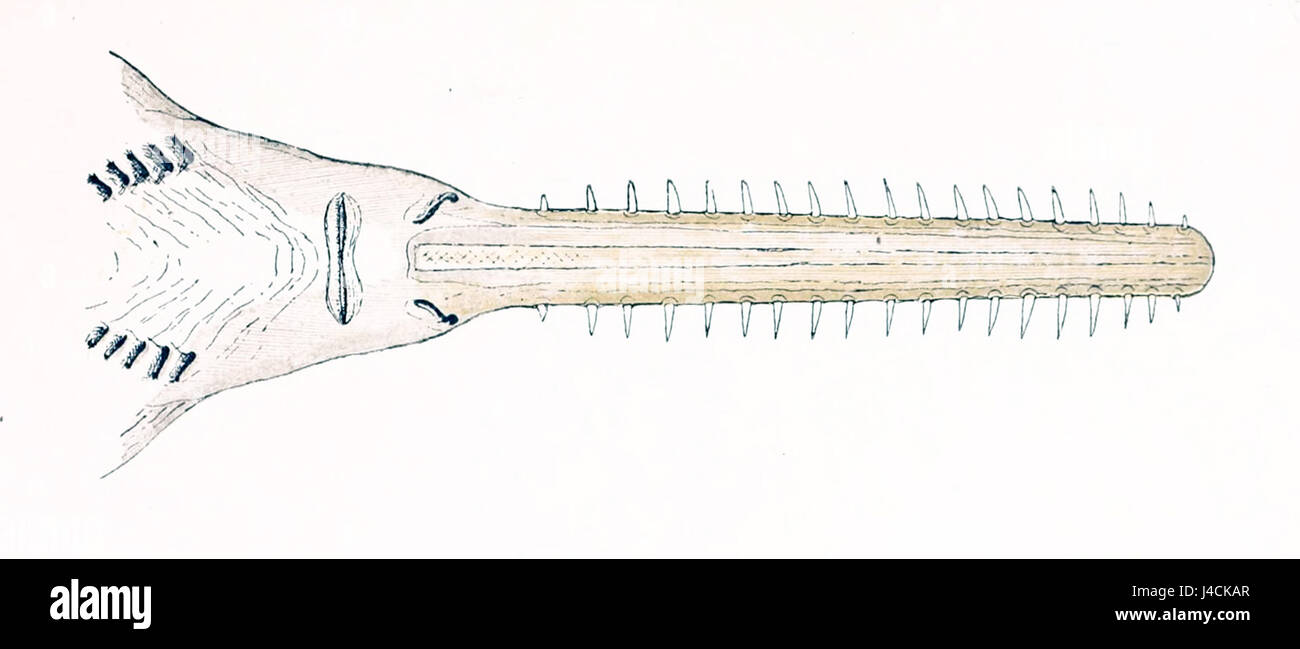 Largetooth sawfish hi-res stock photography and images - Alamy