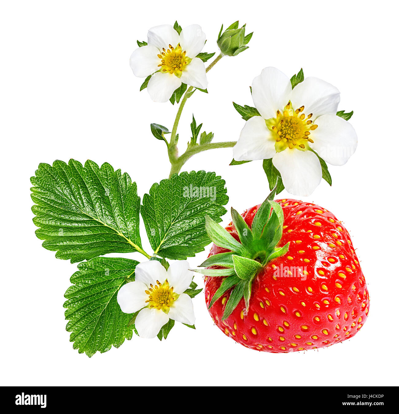 Strawberry on white background Stock Photo - Alamy