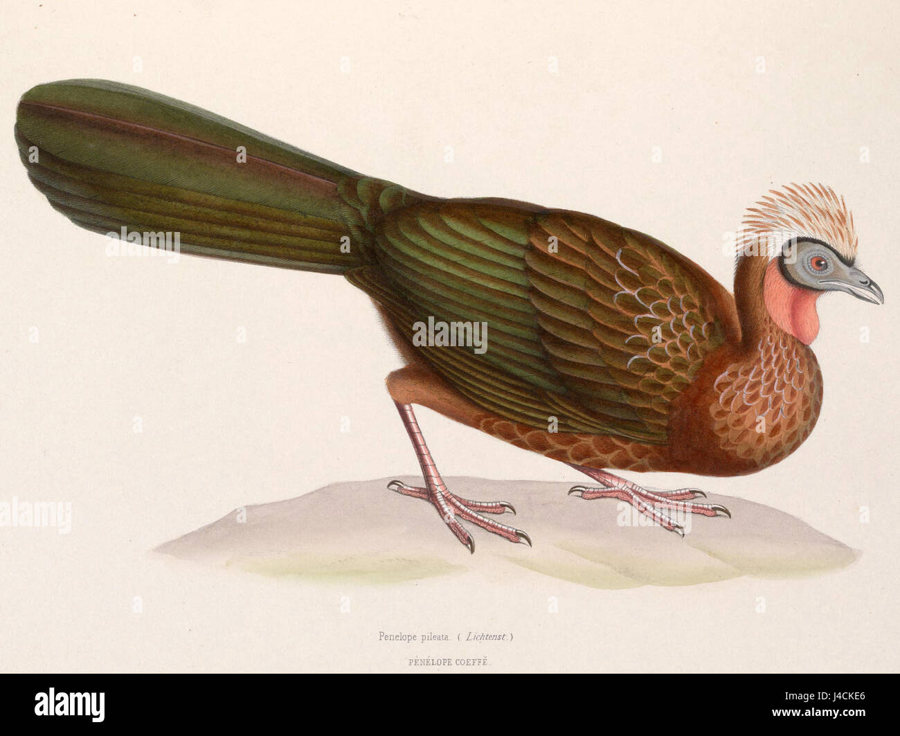 Penelope pileata, likely referring to a 19th-century portrayal of the ...