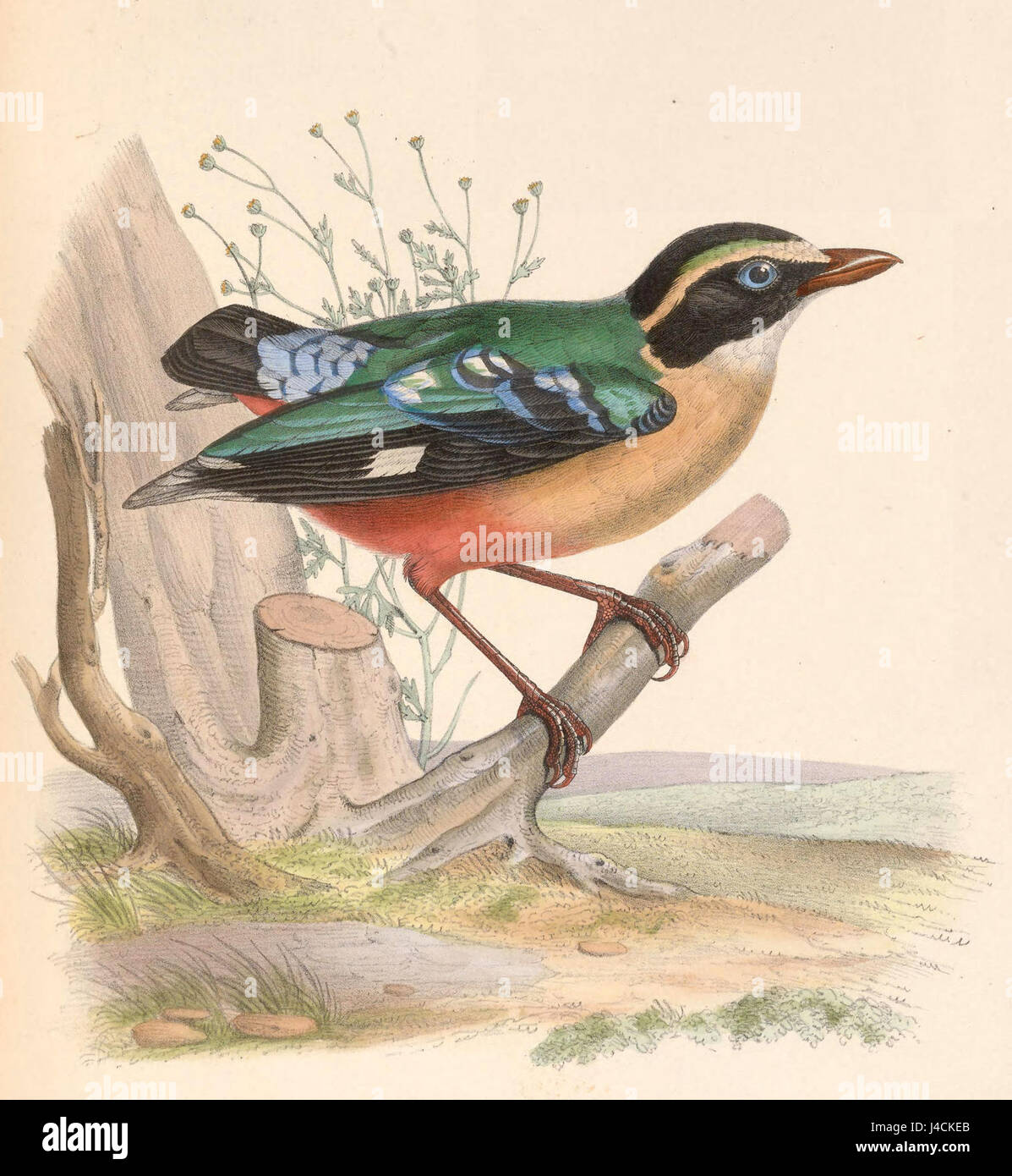 Pitta angolensis, commonly known as the Angolan pitta, is a brightly ...