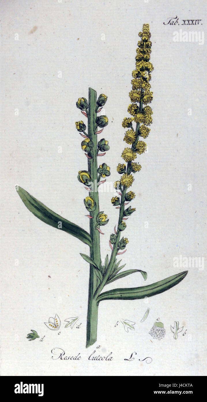 Plant dye weld hi-res stock photography and images - Alamy