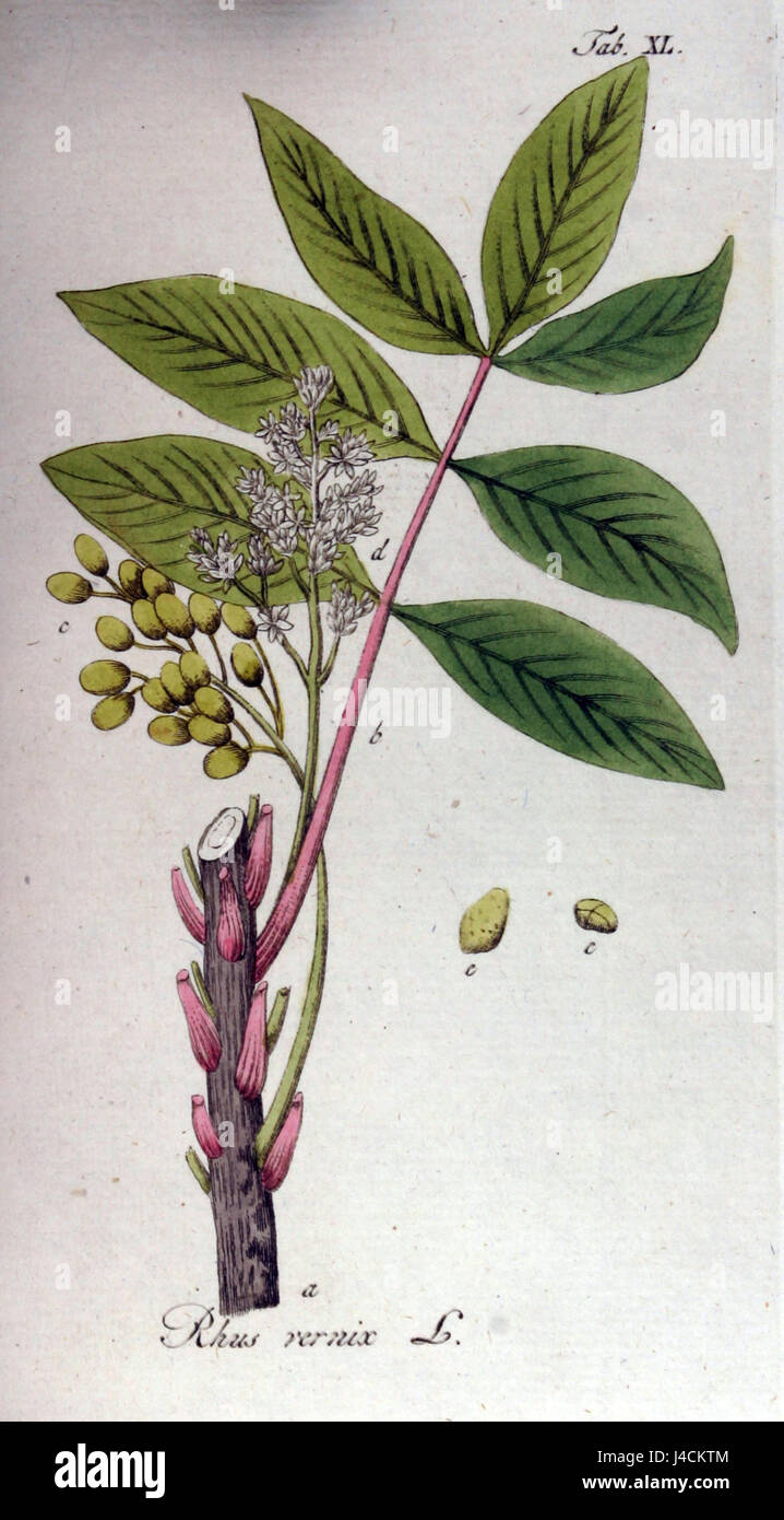 Rhus vernix, commonly known as poison sumac, is a shrub native to North ...