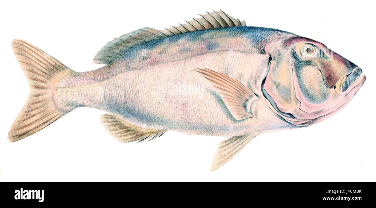 Petrus rupestris Cut Out Stock Images & Pictures - Alamy