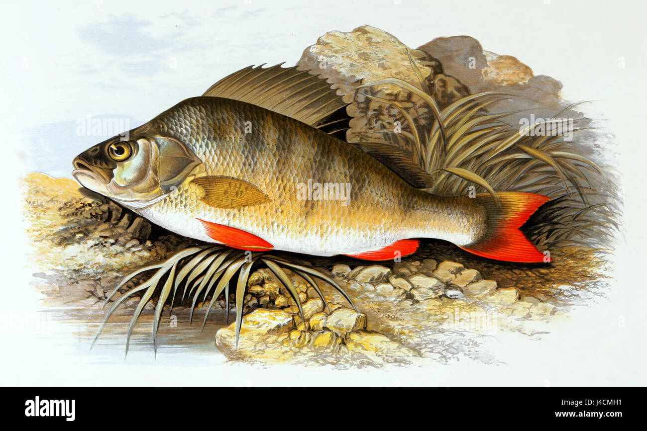 Commonly known european perch perca hi-res stock photography and images ...