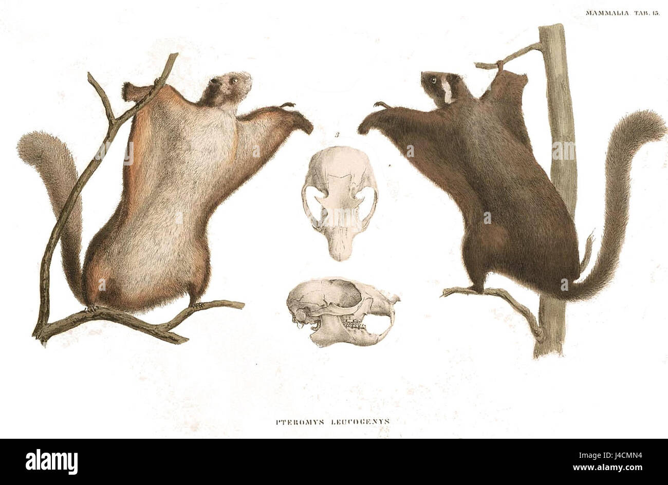 Pteromys japan hi-res stock photography and images - Alamy