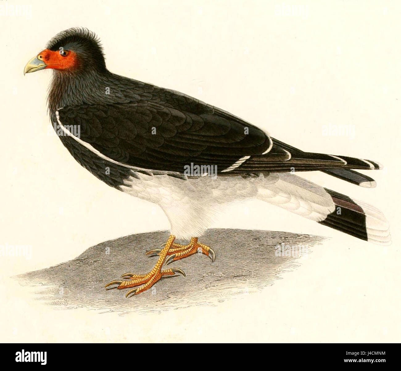 Phalcoboenus megalopterus adult 1847 Stock Photo - Alamy