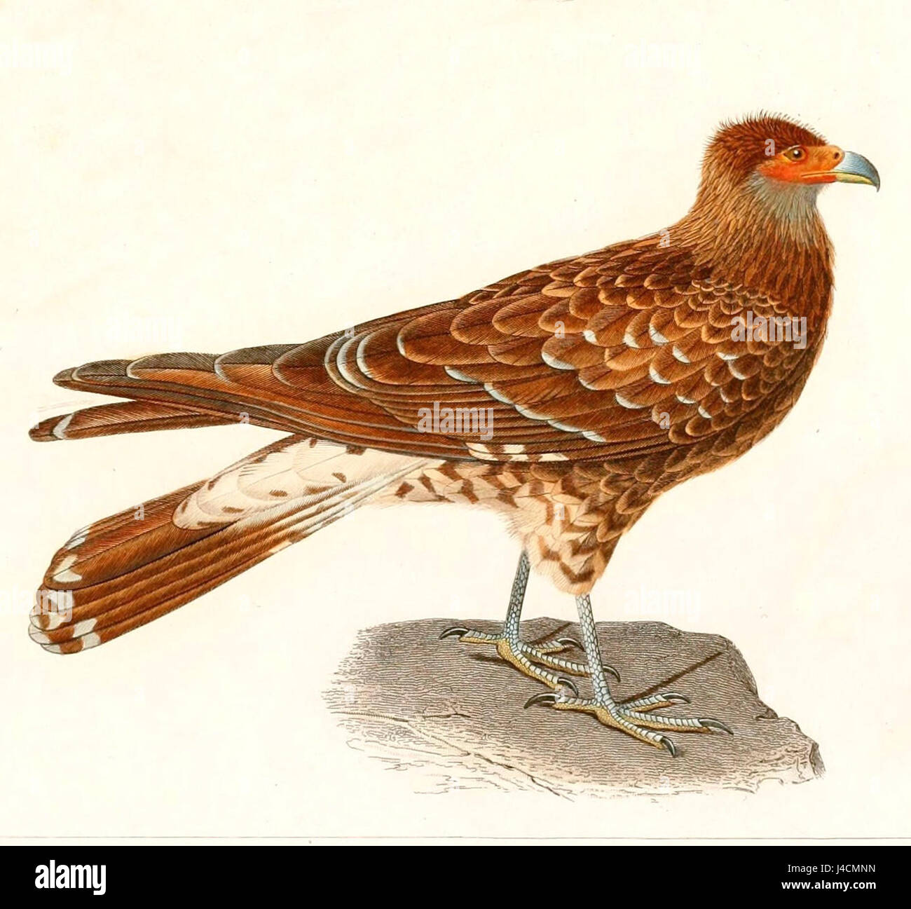 Phalcoboenus megalopterus young 1847 Stock Photo - Alamy