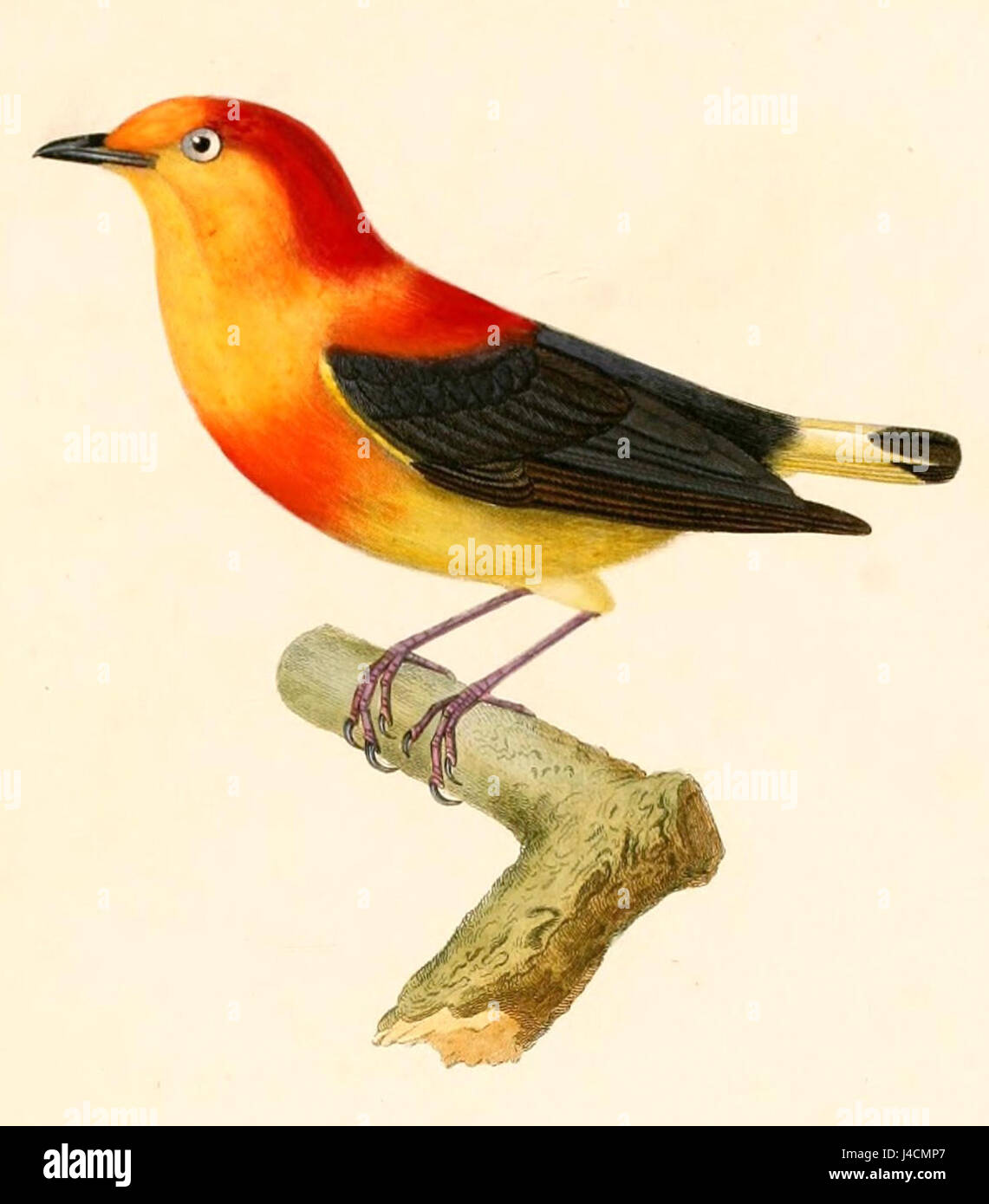 Pipra hi-res stock photography and images - Alamy