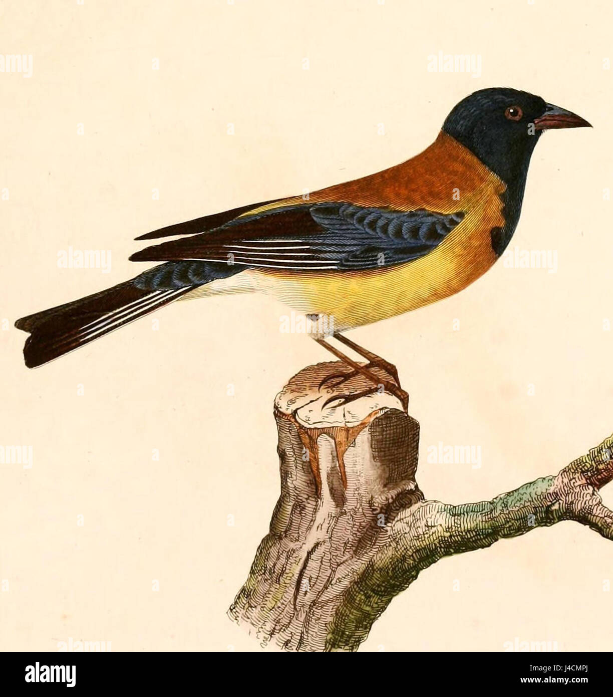 Phrygilus atriceps 1847 Stock Photo - Alamy