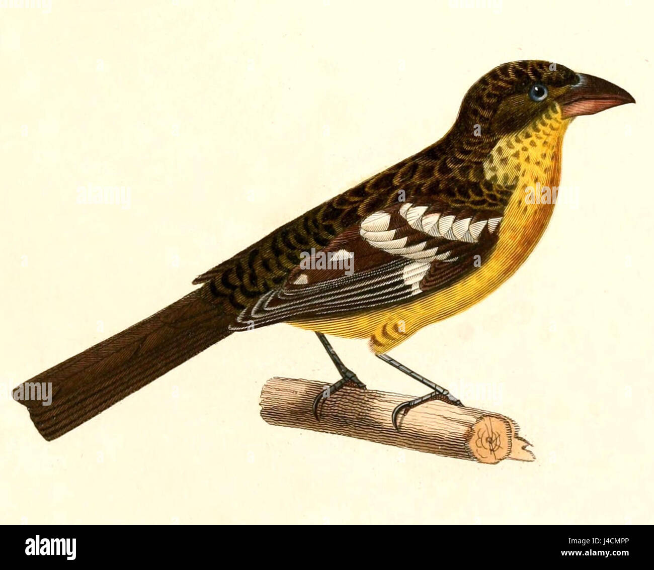 Pheucticus aureoventris female 1847 Stock Photo - Alamy