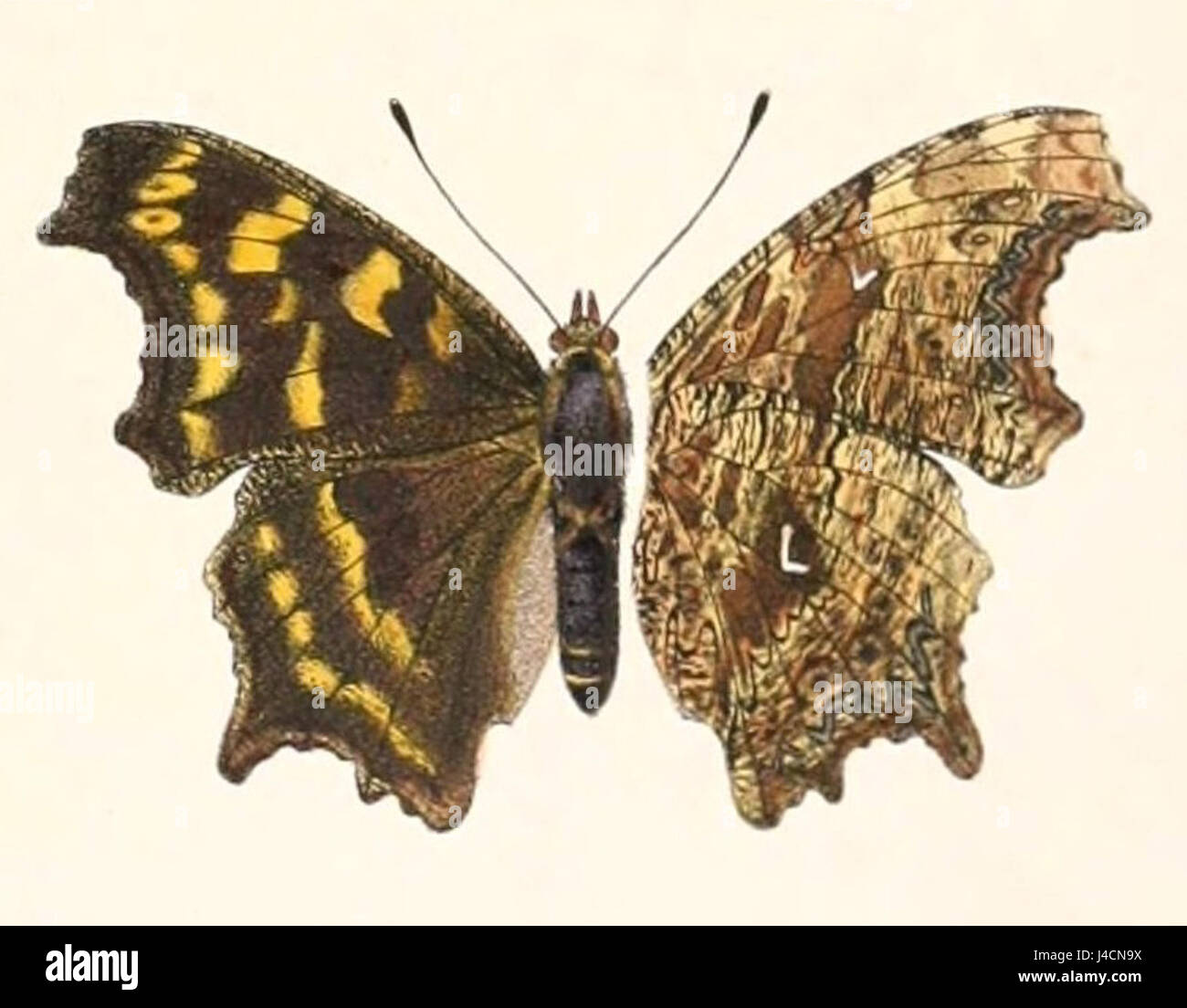 Polygonia gigantea hi-res stock photography and images - Alamy