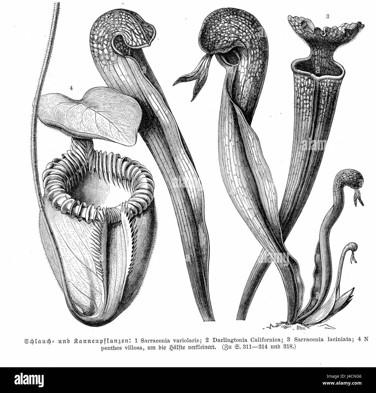 Pitcher plants Black and White Stock Photos & Images - Alamy