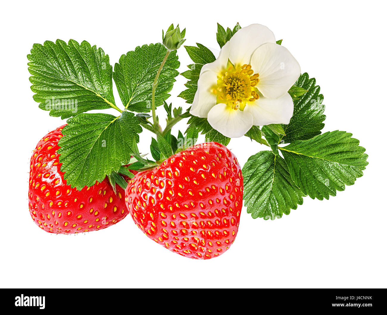 Strawberry on white background Stock Photo - Alamy