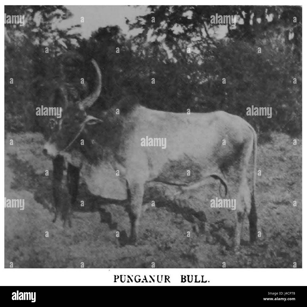 Native bull breeds Black and White Stock Photos & Images - Alamy