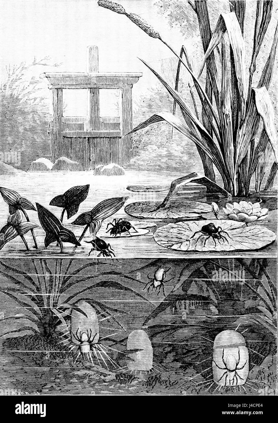 Underwater spiders Black and White Stock Photos & Images - Alamy